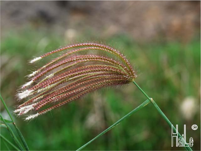 Poaceae - Part2: Họ Hòa Thảo, Nhóm Họ Phụ Pooideae ️ Thảo Mộc Thái Phong